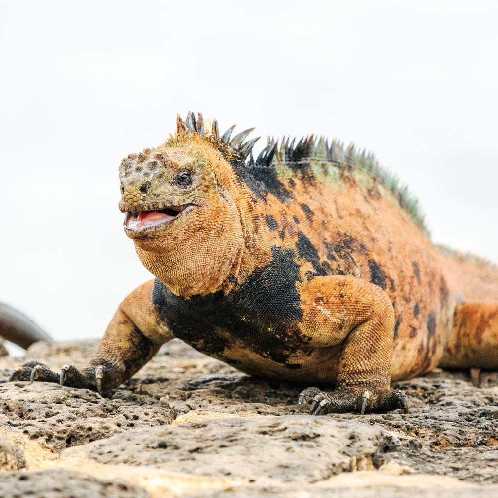 marineiguana,memls,mer_大山谷图库