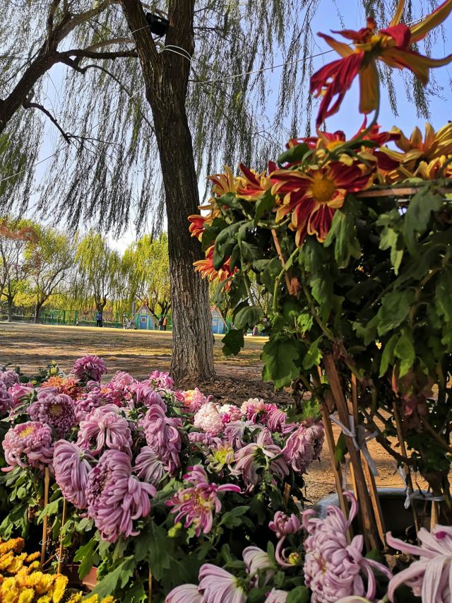 麻城五脑山森林公园攻略,麻城五脑山森林公园门票/游玩攻略/地址/图片/门票价格【携程攻略】