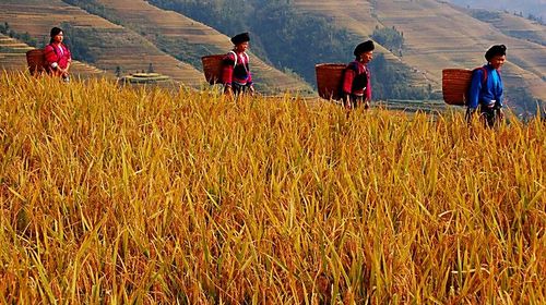 桂林龙脊梯田+金坑梯田一日游【直通车车票丨免换车直达金坑】线路推荐【携程玩乐】